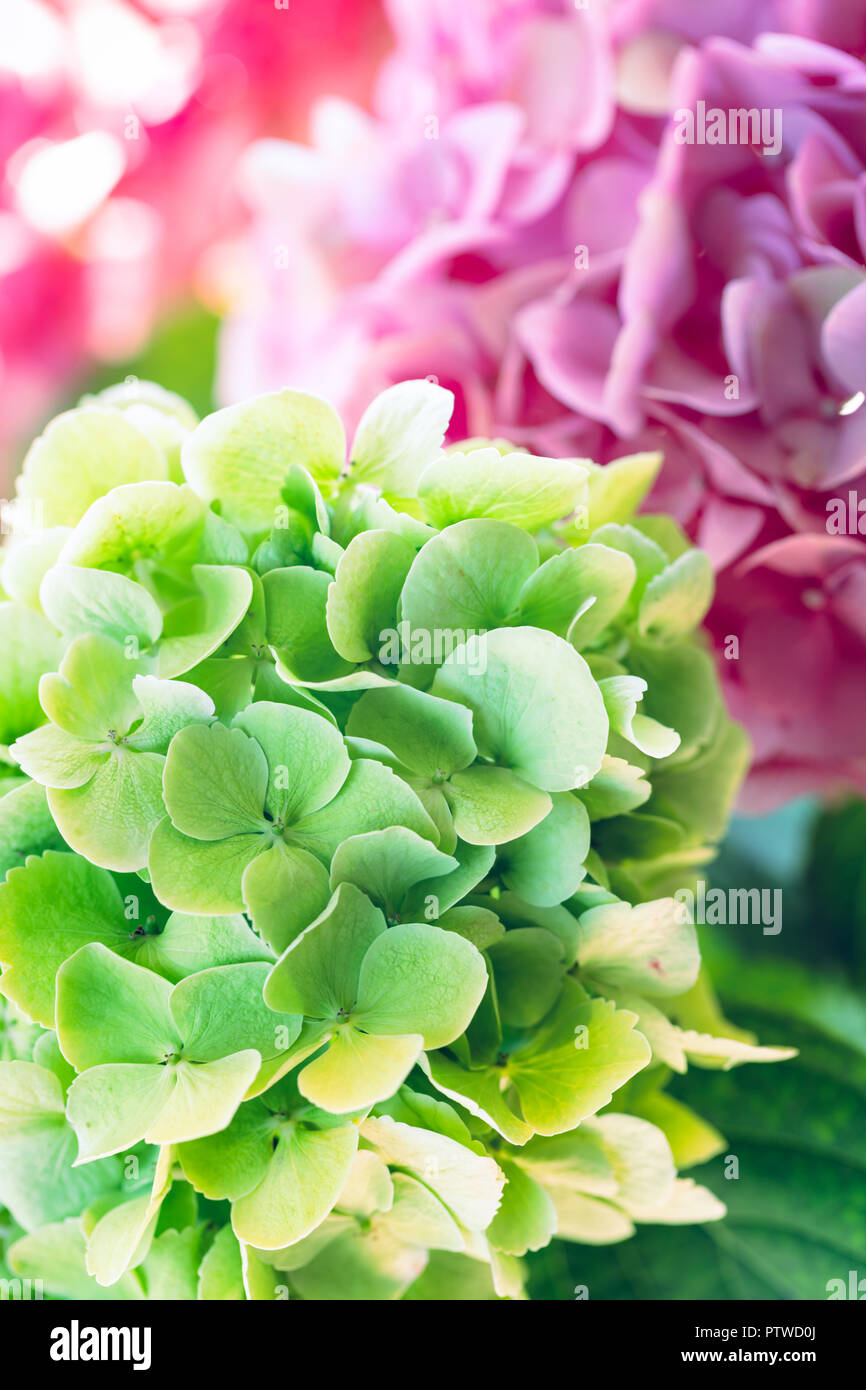 Green and pink flowers of hydrangea or hortensia close-up. Natural ...