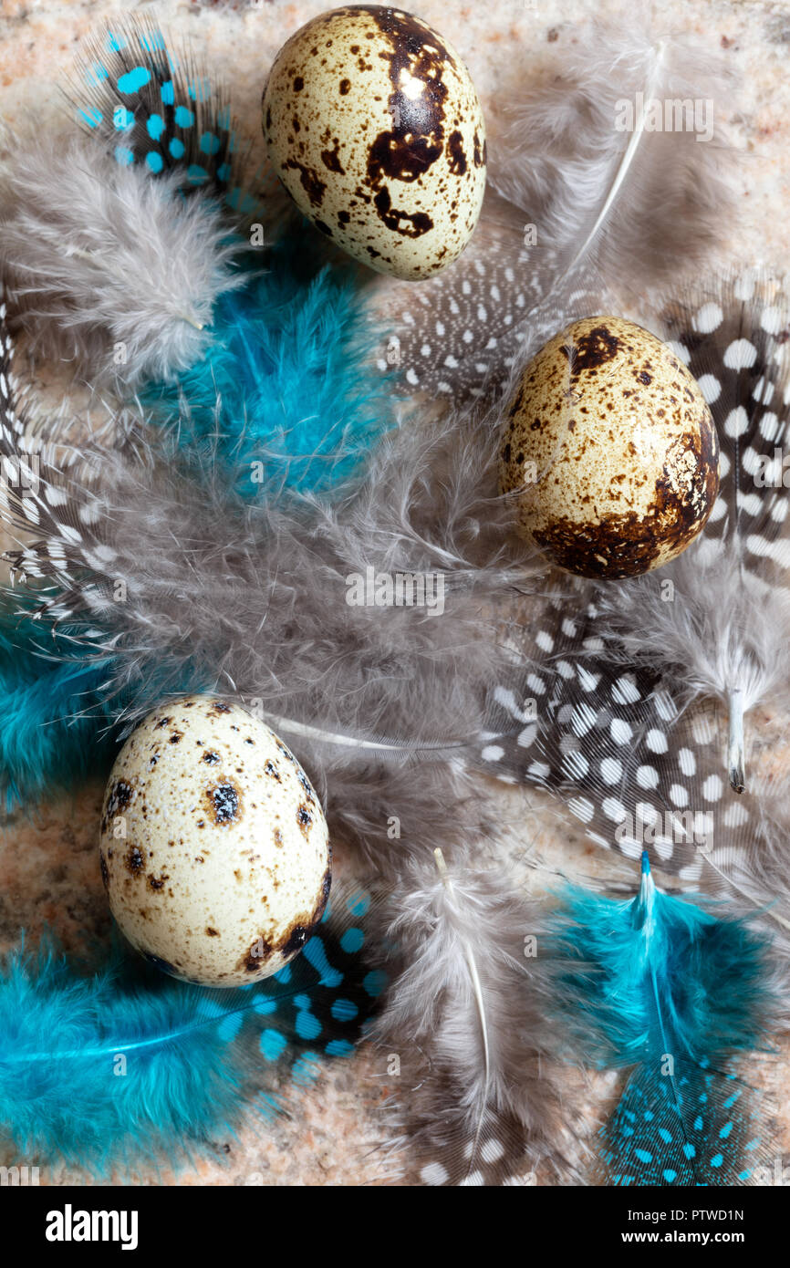 Quail eggs and feathers background, top view, vertical composition ...