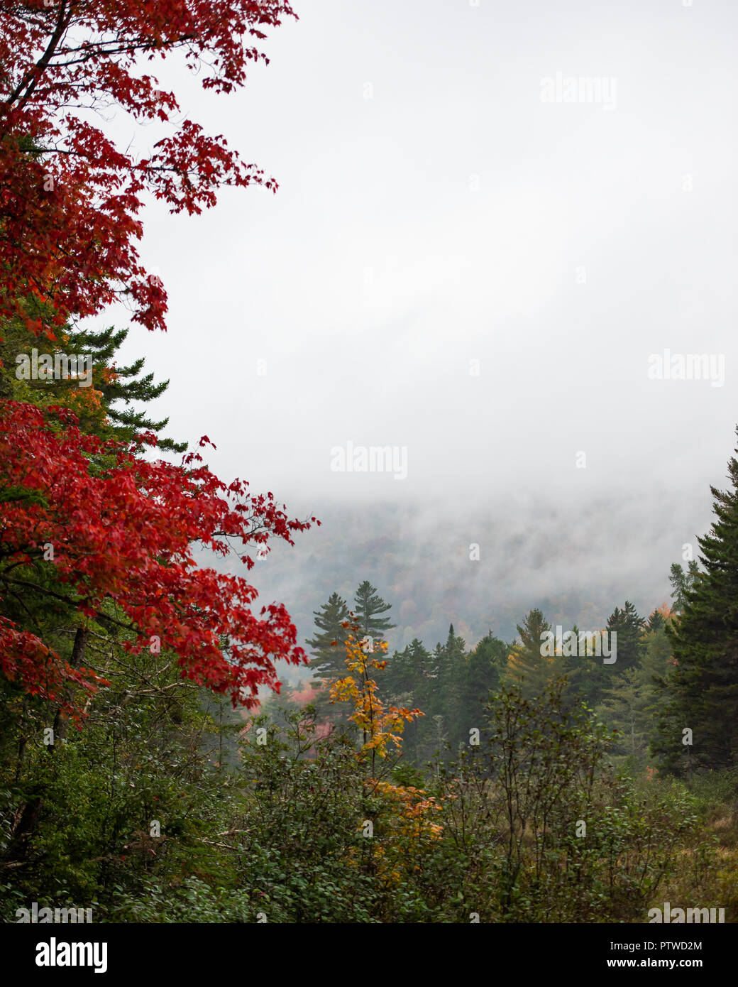 A bright red maple tree accenting a misty rainy autumn day in the ...