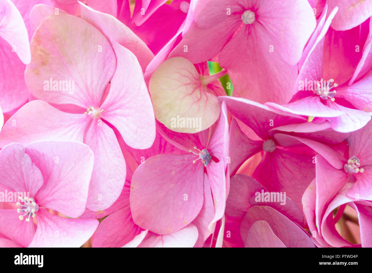 Pink flowers of hydrangea or hortensia close-up. Natural hydrangea ...