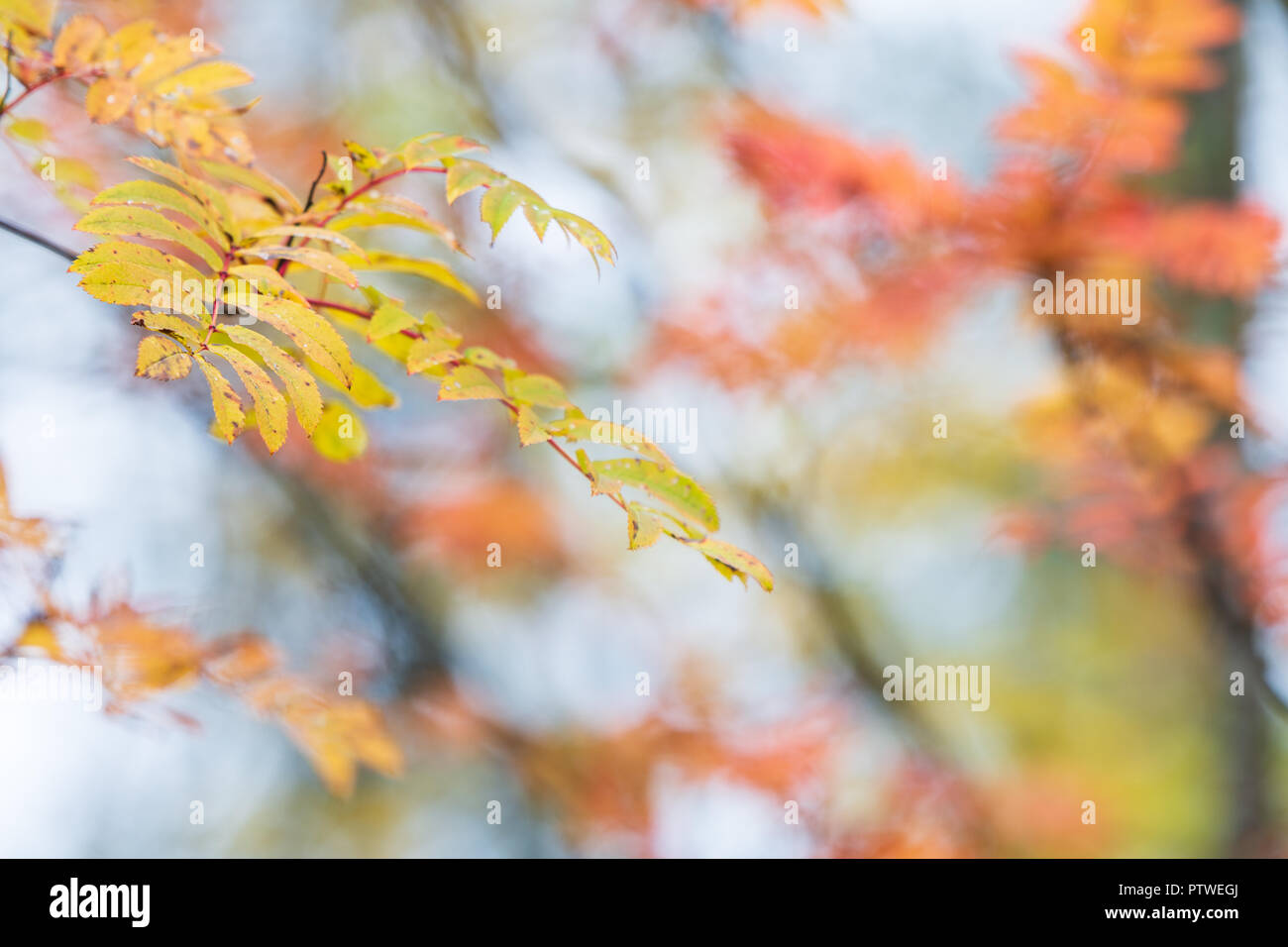 Rowan tree (Sorbus aucuparia) leaves in autumn colors Stock Photo - Alamy