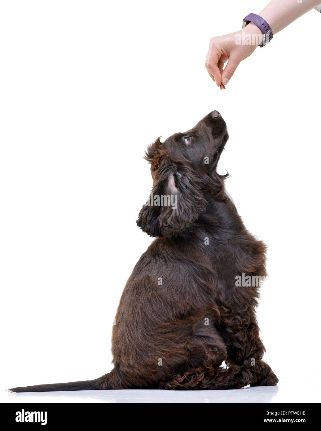Dog trainer holding a food for an English Cocker Spaniel - isolated on ...