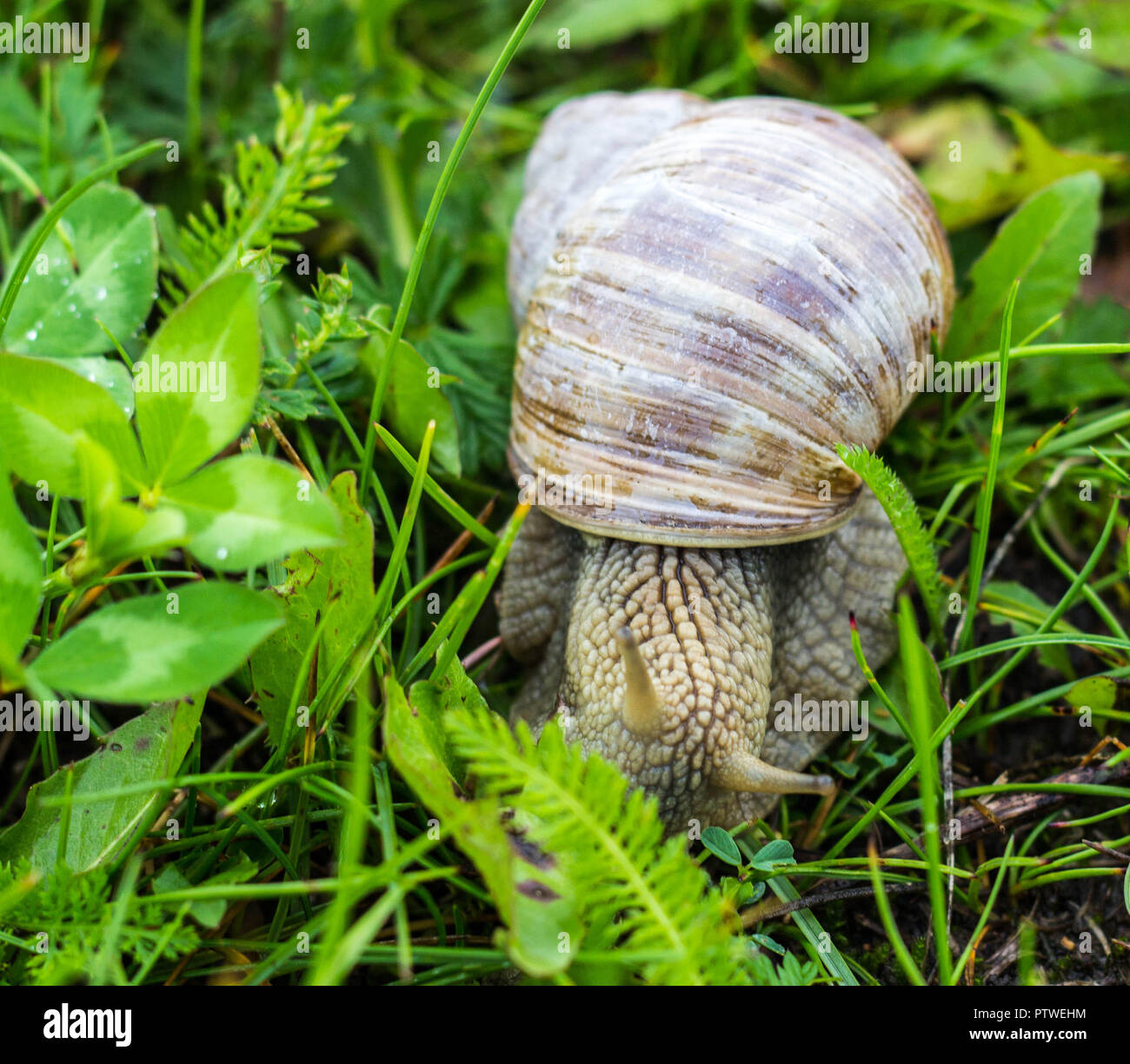 Big snail with green grass, close-up, cochlea and animal, natural Stock ...