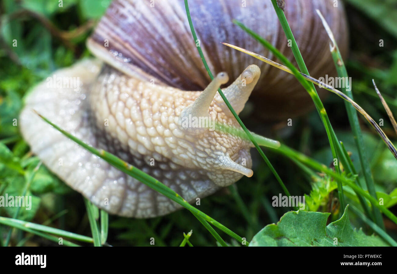 Cochlea hi-res stock photography and images - Alamy