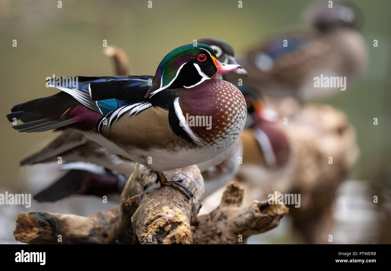 Drake Wood Duck Landing