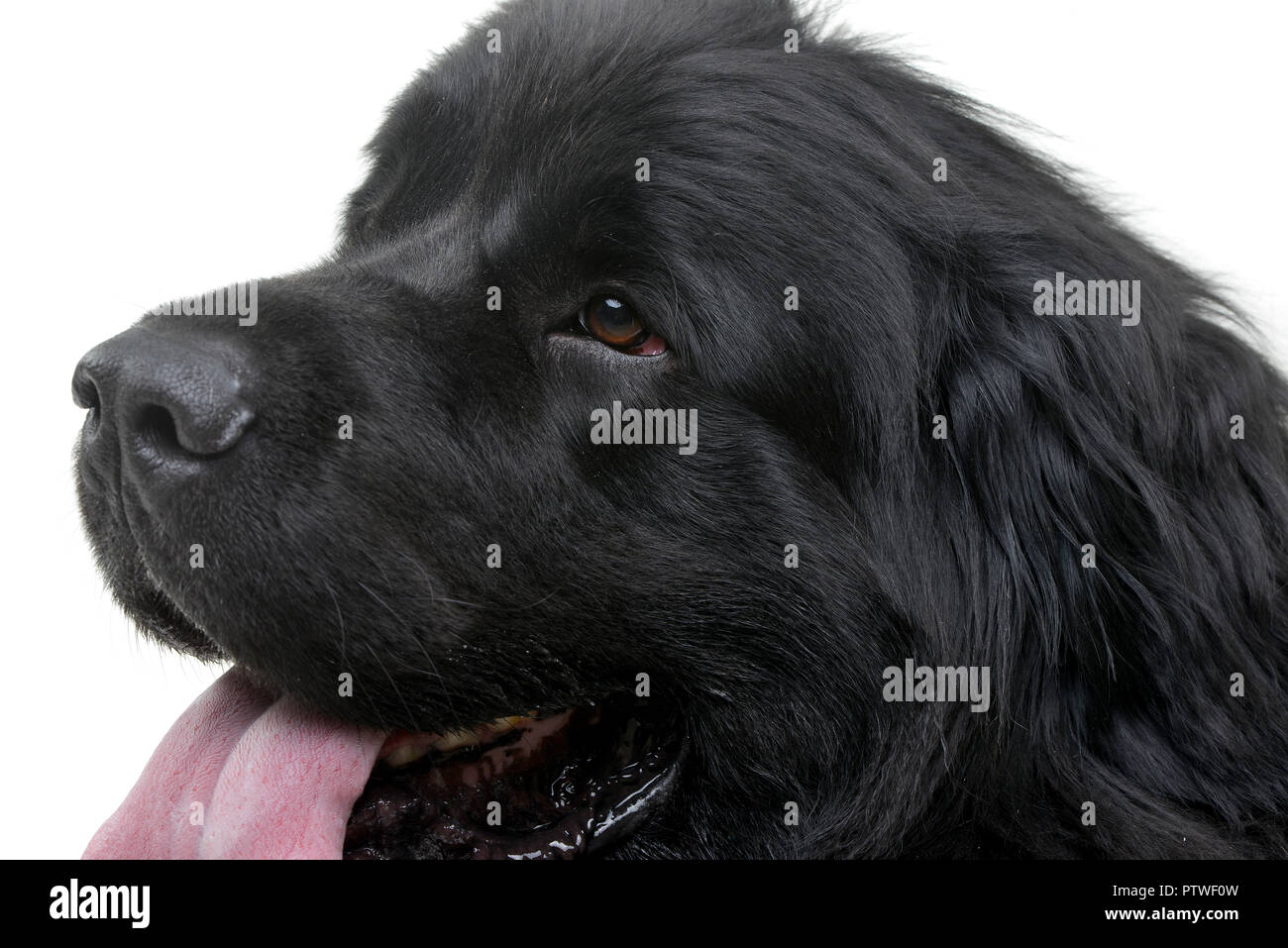 Portrait of an adorable Newfoundland dog - isolated on white background ...