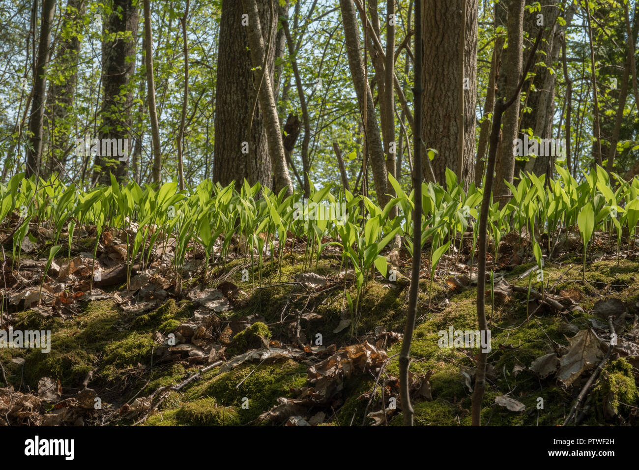 Young lilies of the valley in spring Stock Photo - Alamy