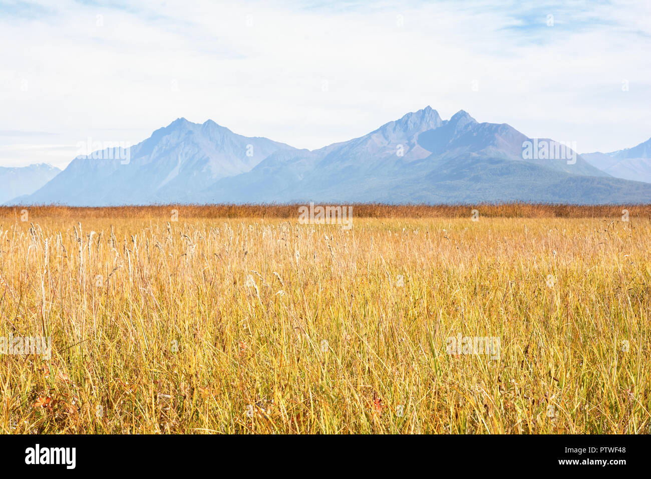 Bottom land marsh grass turning golden with the coming of autumn with ...