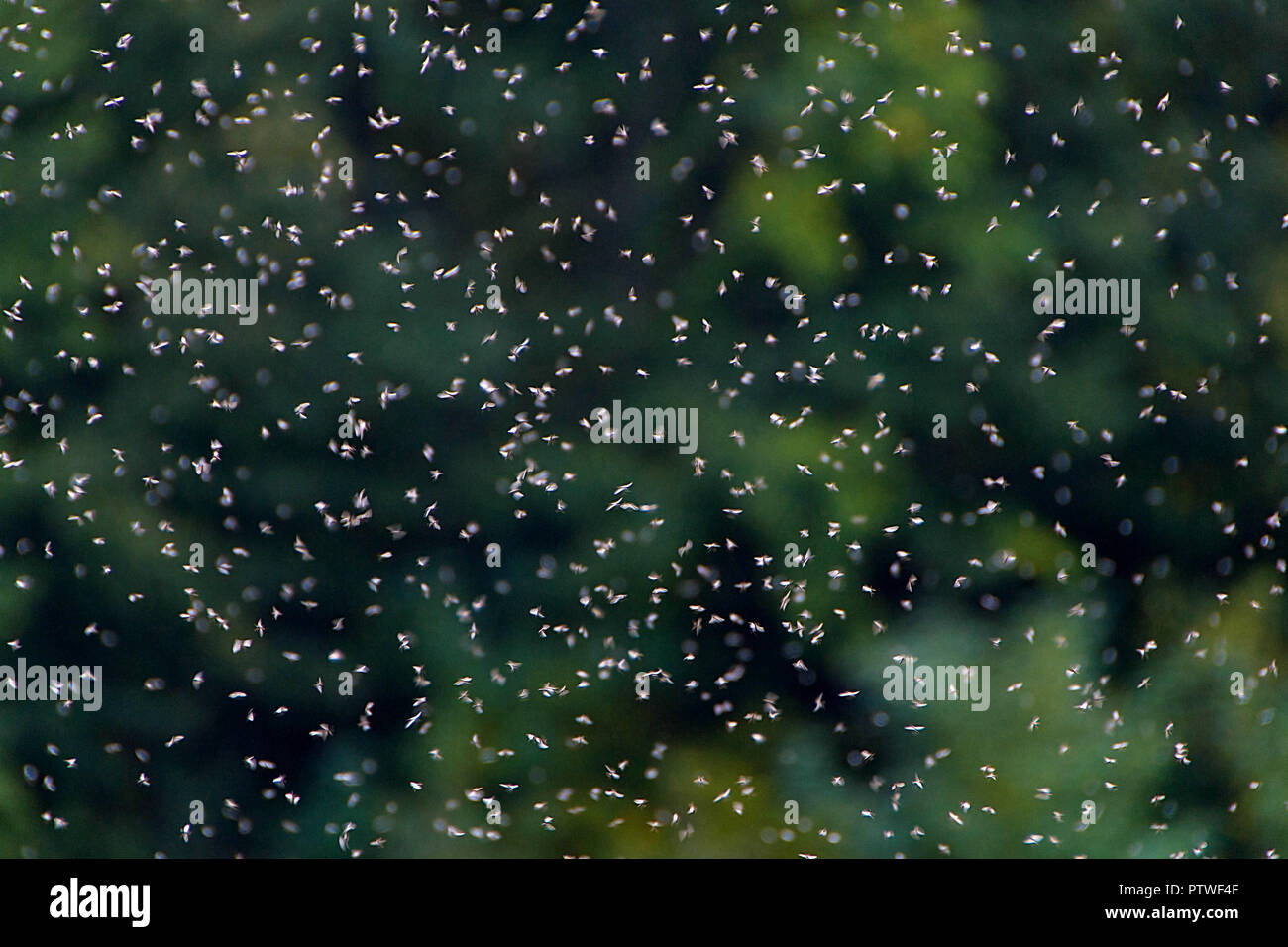 Flies Swarm Insect Stock Photos & Flies Swarm Insect Stock Images - Alamy