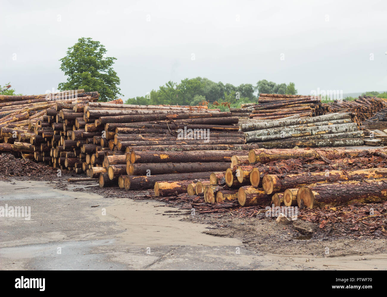 A large mountain of timber logs prepared for export, wood and beam ...