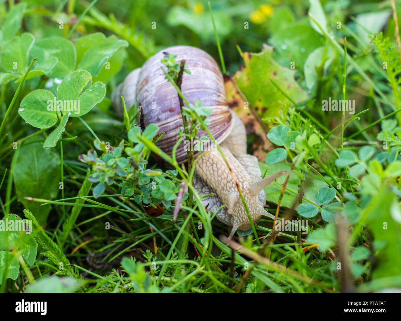 Close up cochlea hi-res stock photography and images - Alamy