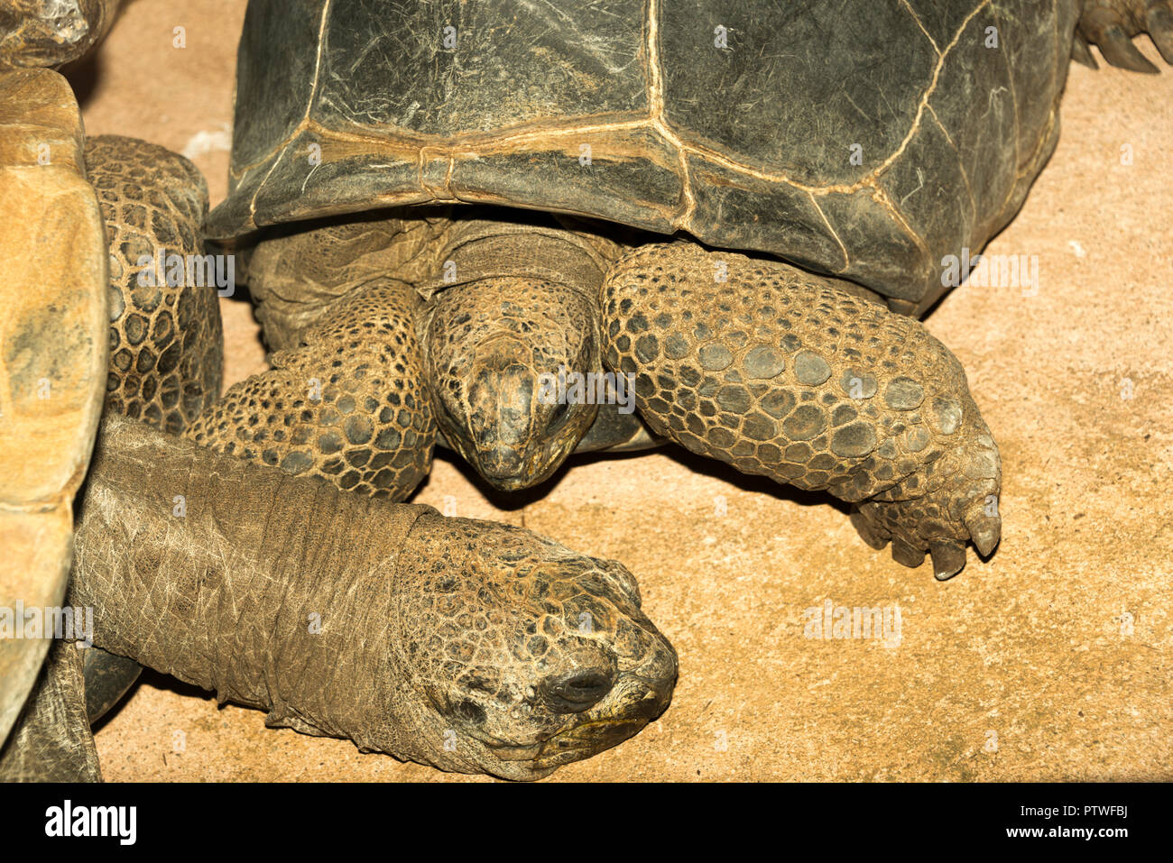 Giant aldabra tortoises hi-res stock photography and images - Alamy