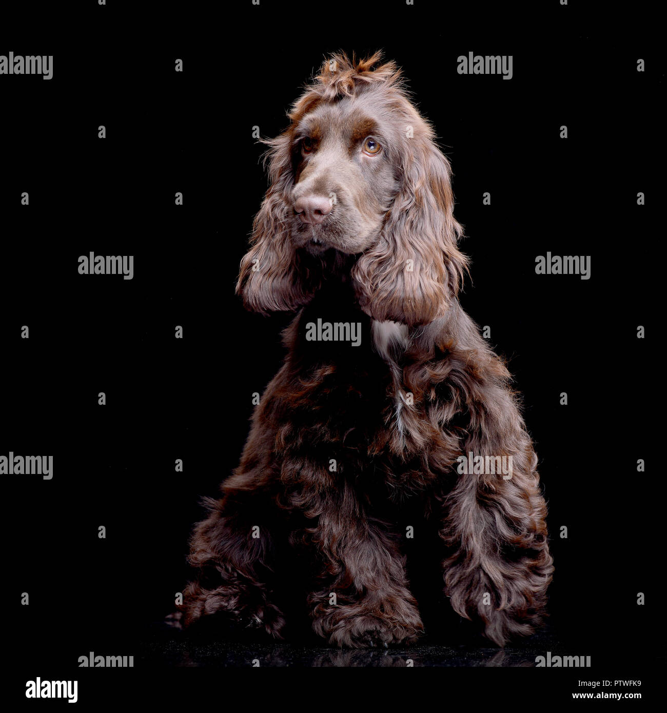 English cocker spaniel sitting hi-res stock photography and images - Alamy