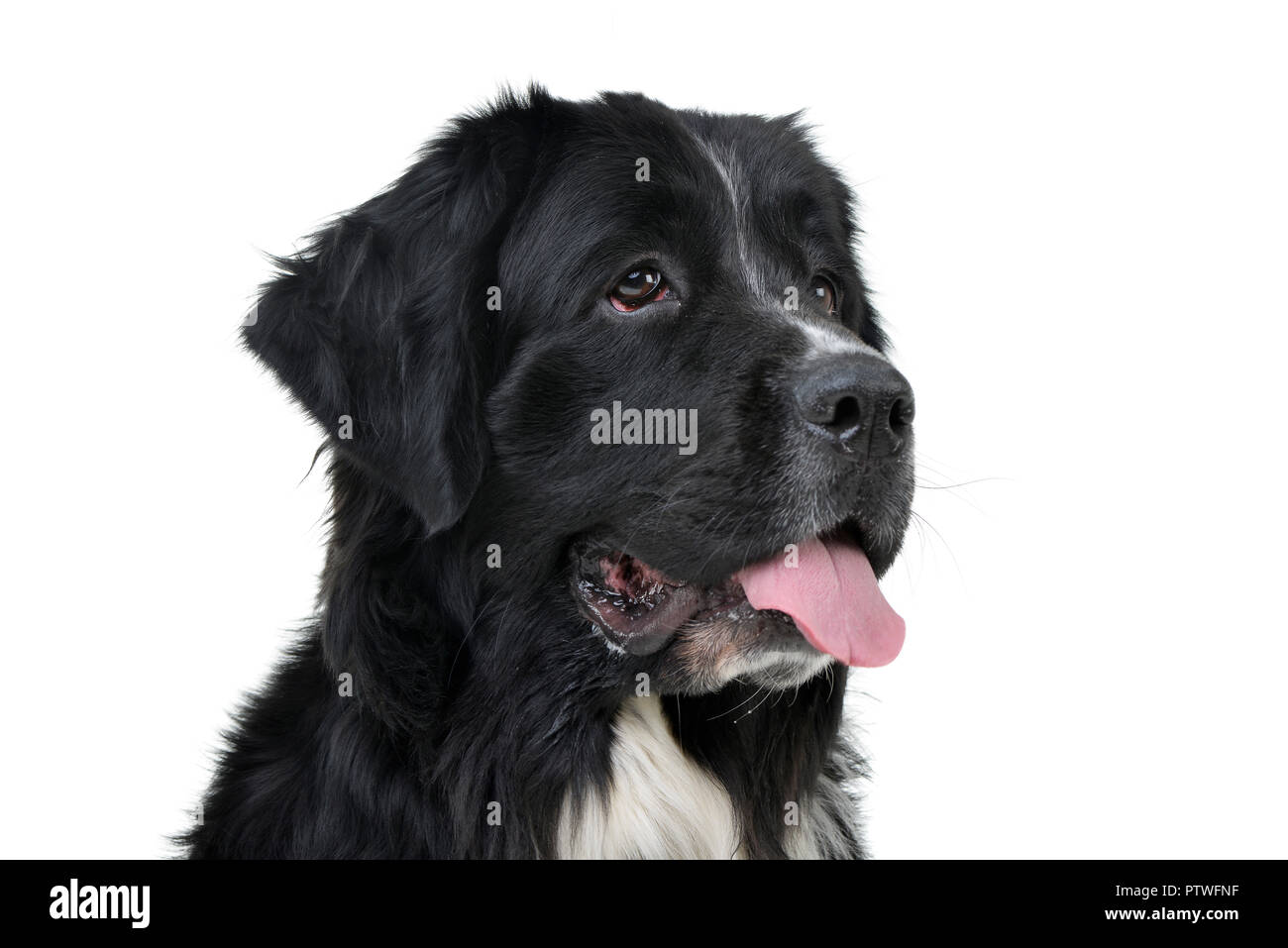 Portrait of an adorable Newfoundland dog - isolated on white background ...