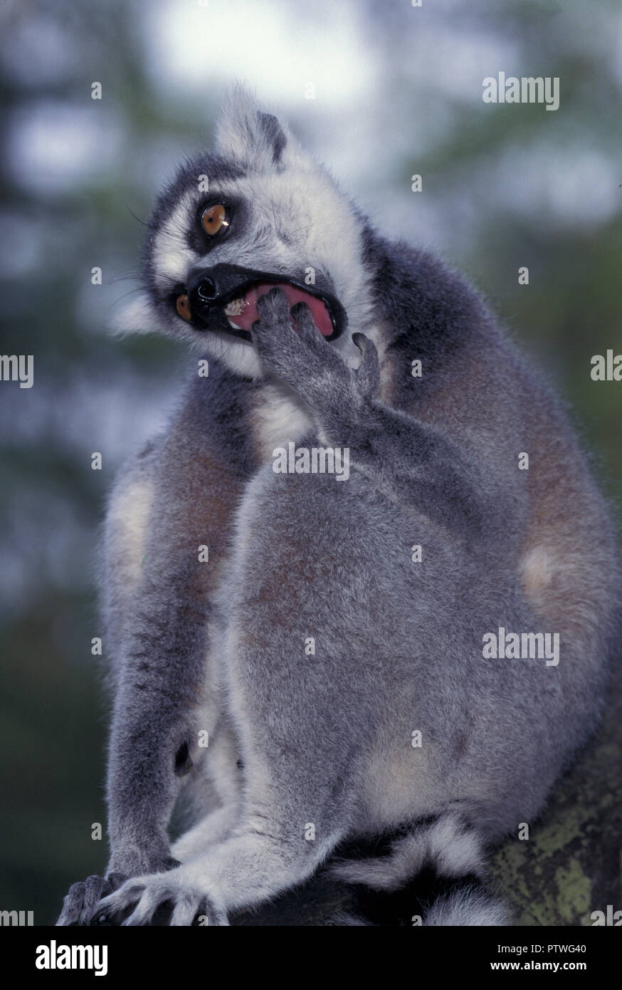 Yawning lemur hi-res stock photography and images - Alamy