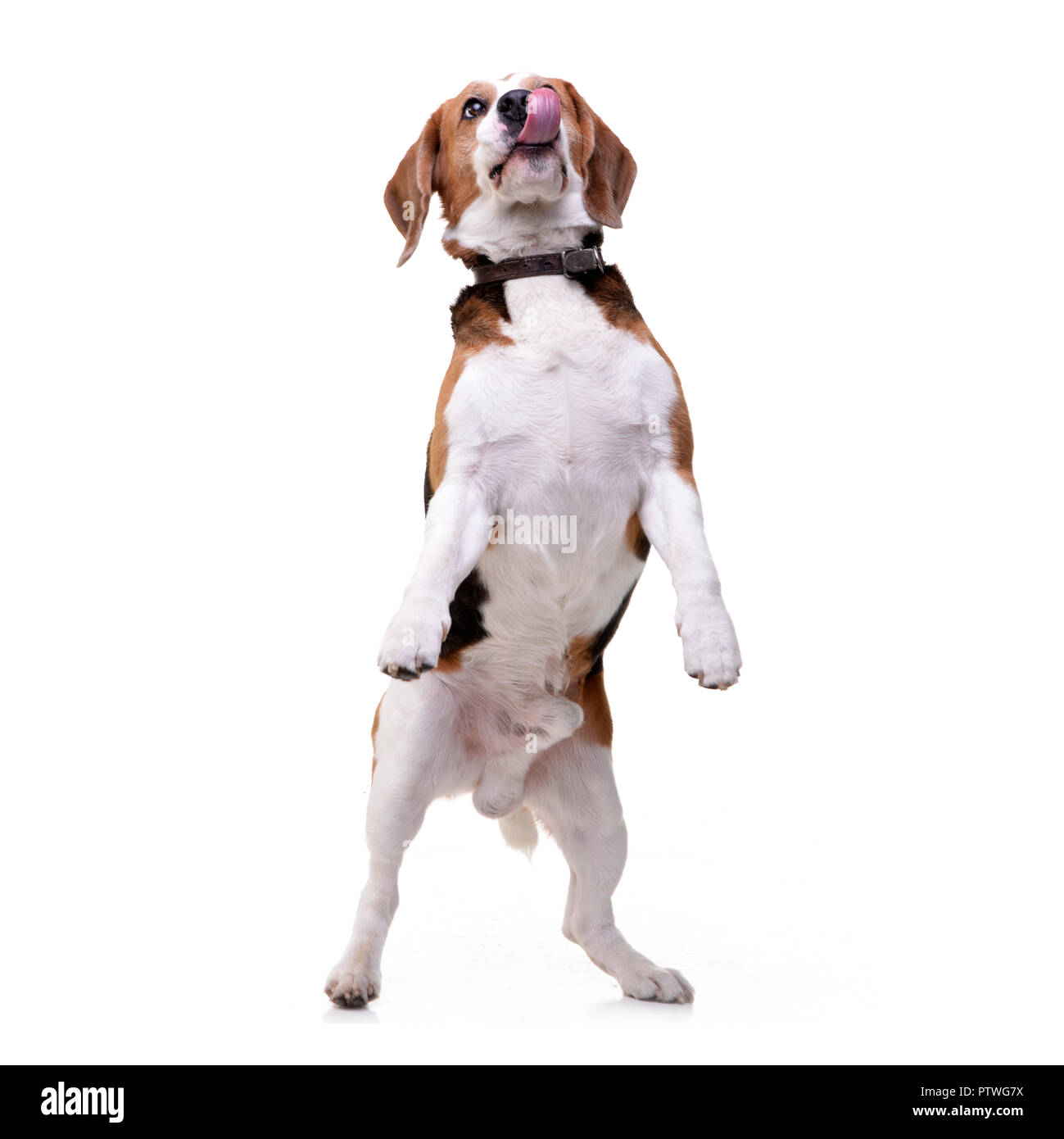 An adorable Beagle standing on hind legs - isolated on white background ...