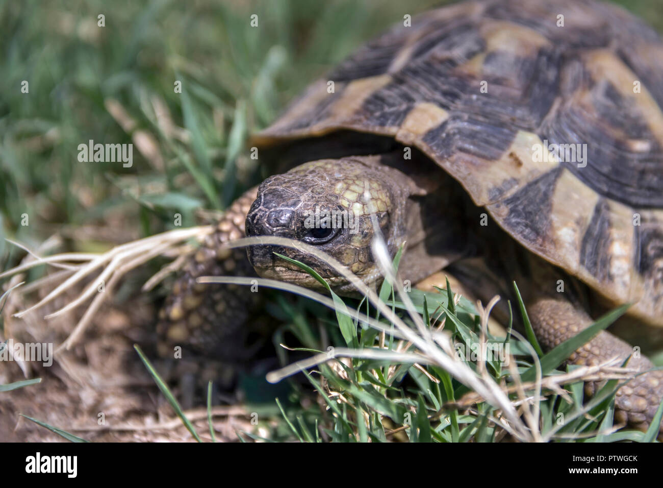 Testudo hermanni hercegovinensis hi-res stock photography and images ...