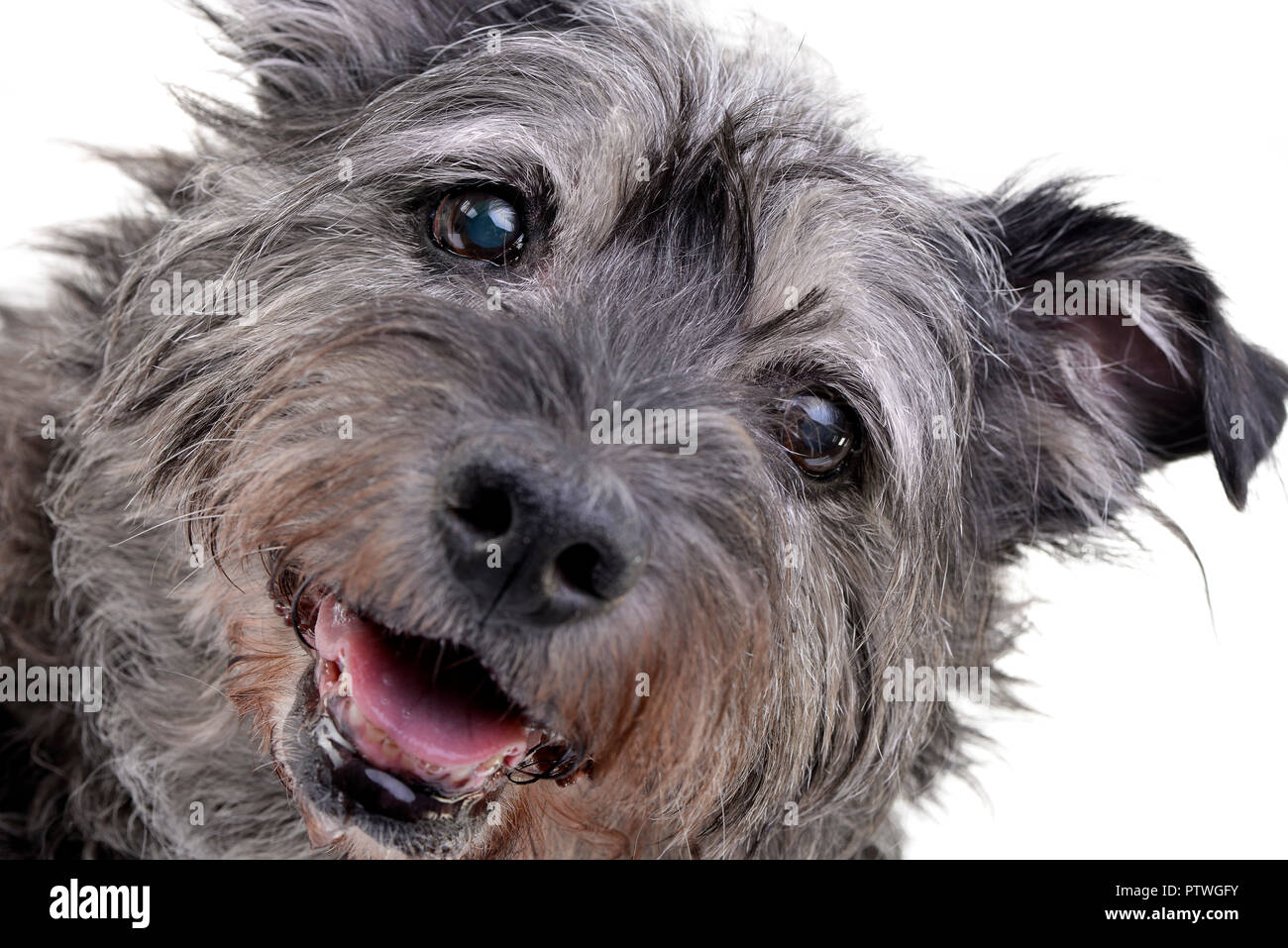 Portrait of an adorable mixed breed dog - isolated on white background ...