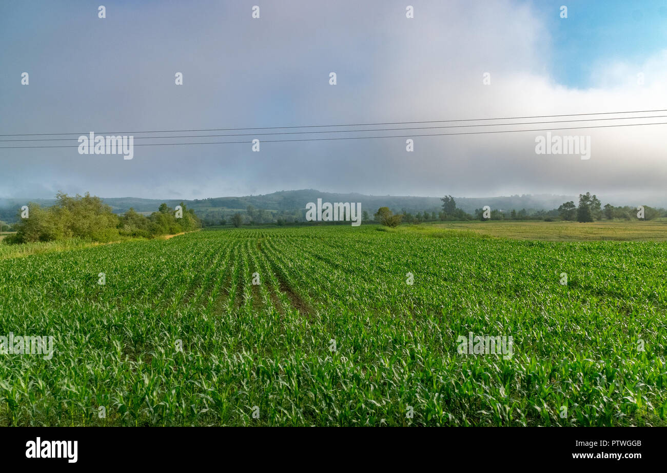 Corn field in Romania with clouds and mointains in the background Stock ...