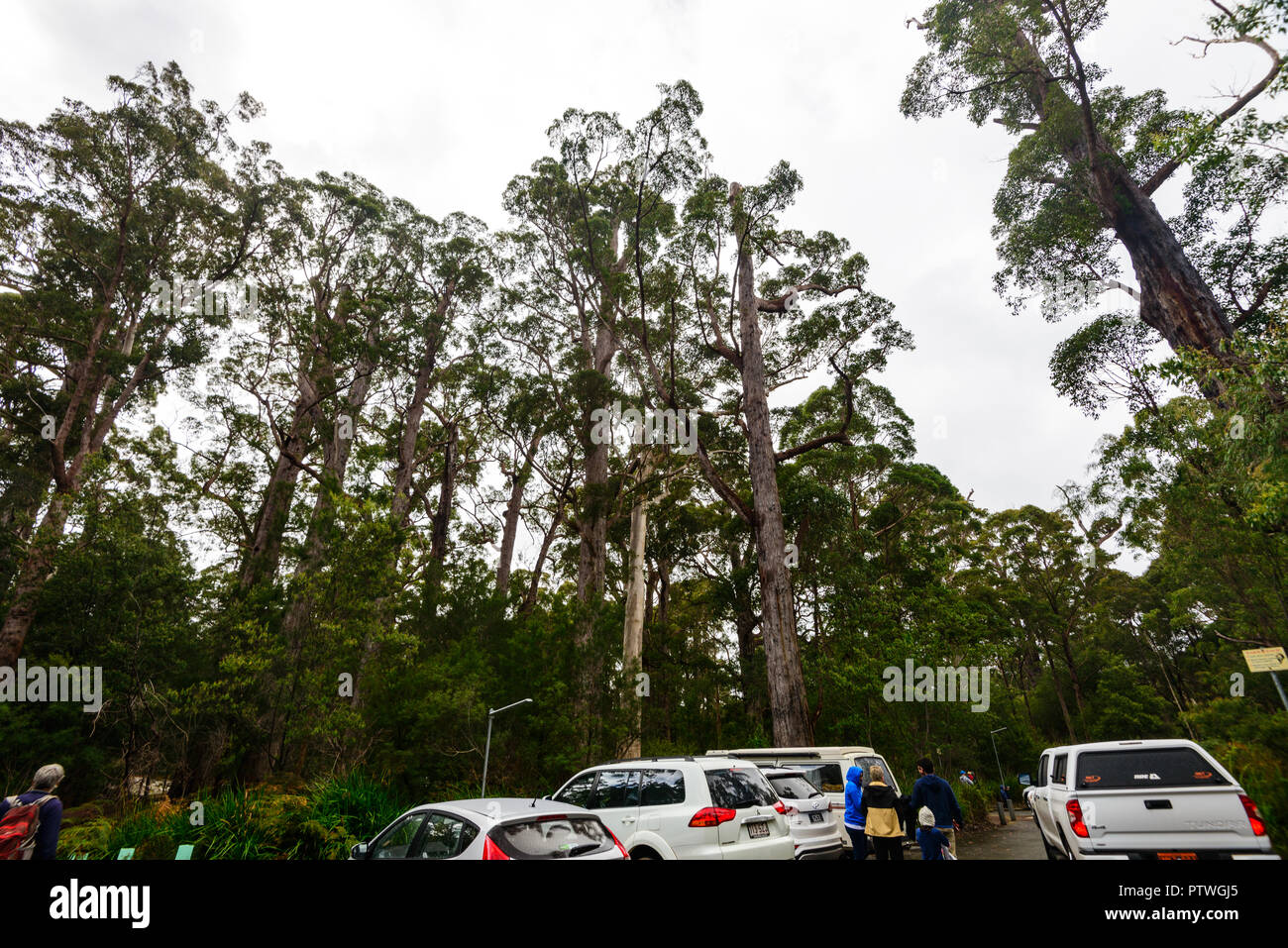 Valley of the Giants Tree Top Walk, Denmark, Nornalup, south coast, WA ...