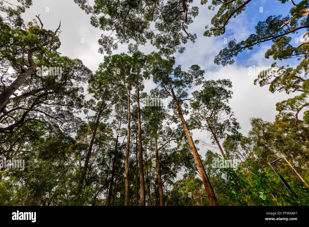 Valley of the Giants Tree Top Walk, Denmark, Nornalup, south coast, WA ...