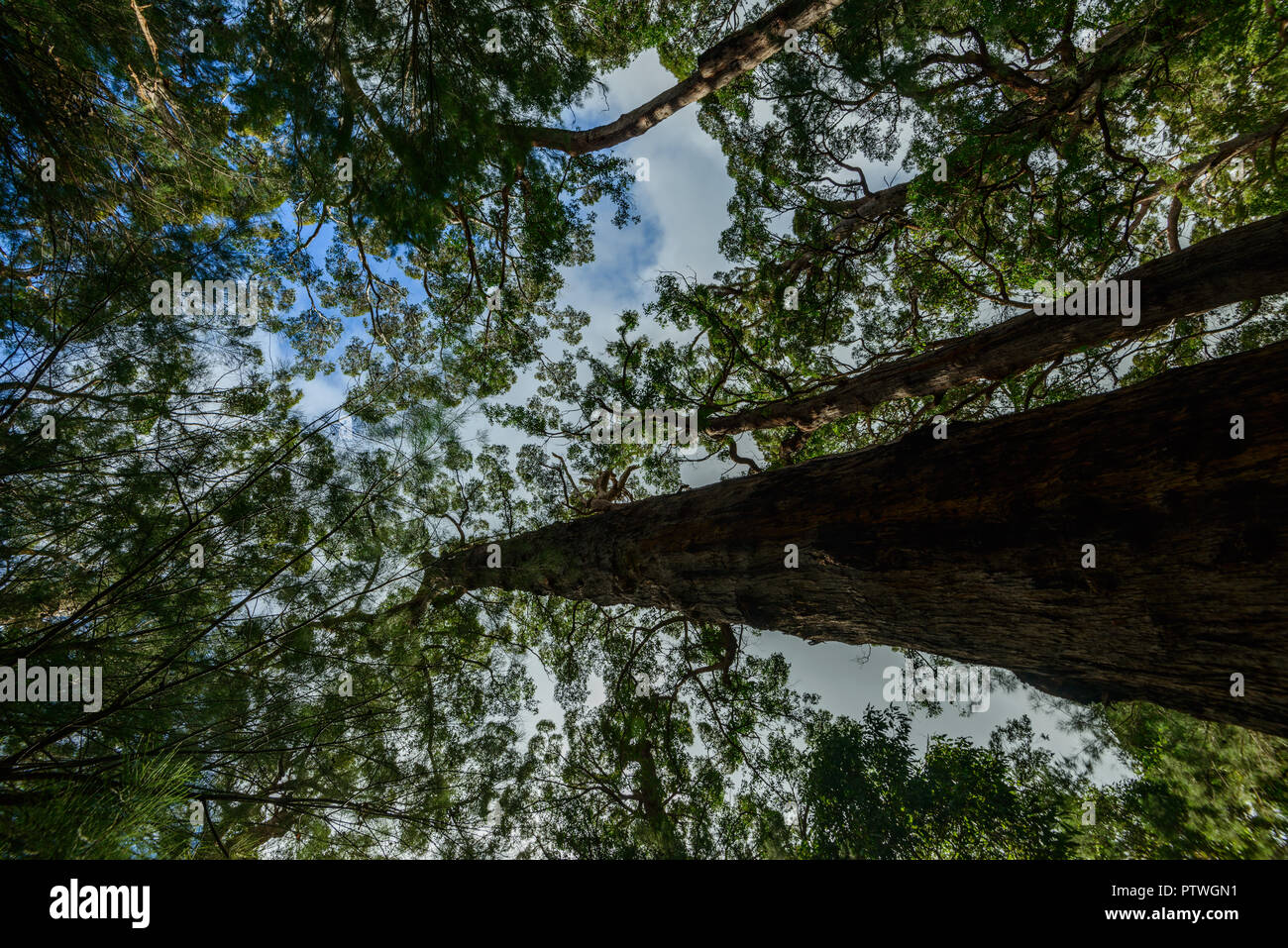 Denmark australia tree hi-res stock photography and images - Alamy