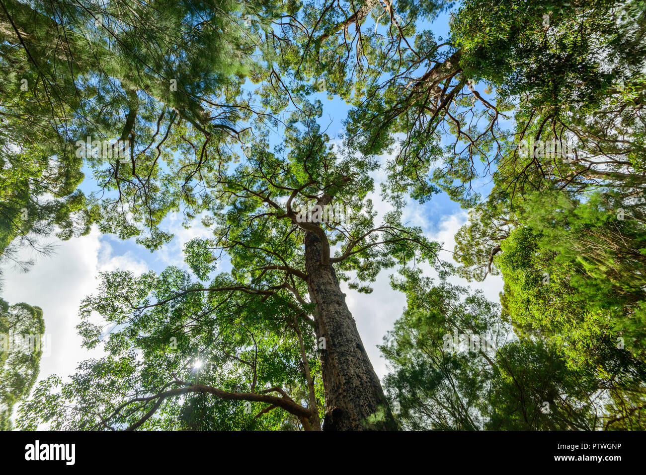 Valley of the Giants Tree Top Walk, Denmark, Nornalup, south coast, WA ...