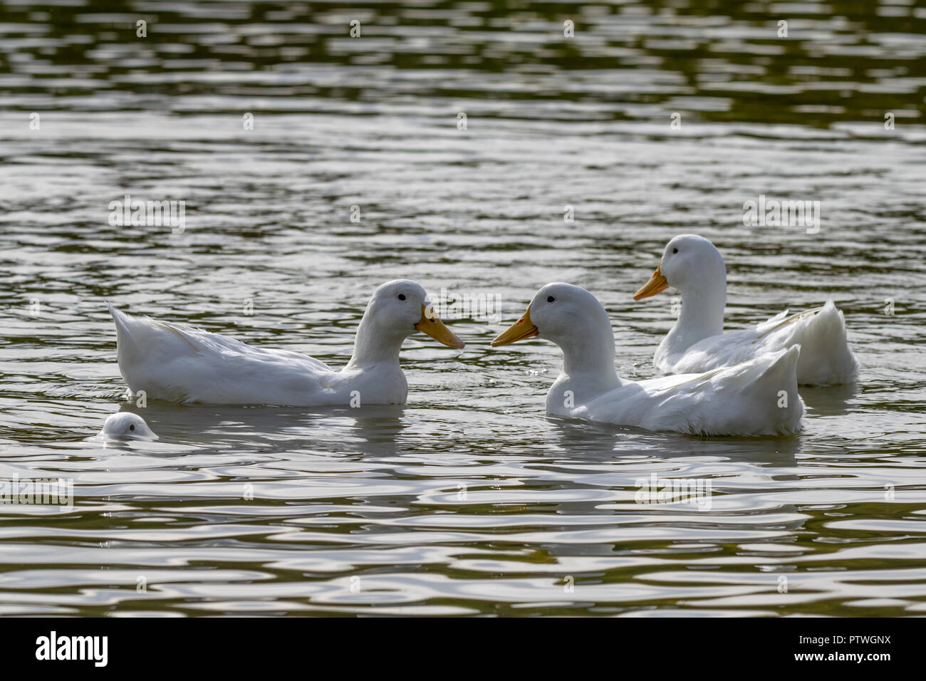 Four white heavy white ducks with one submerged below the water surface ...