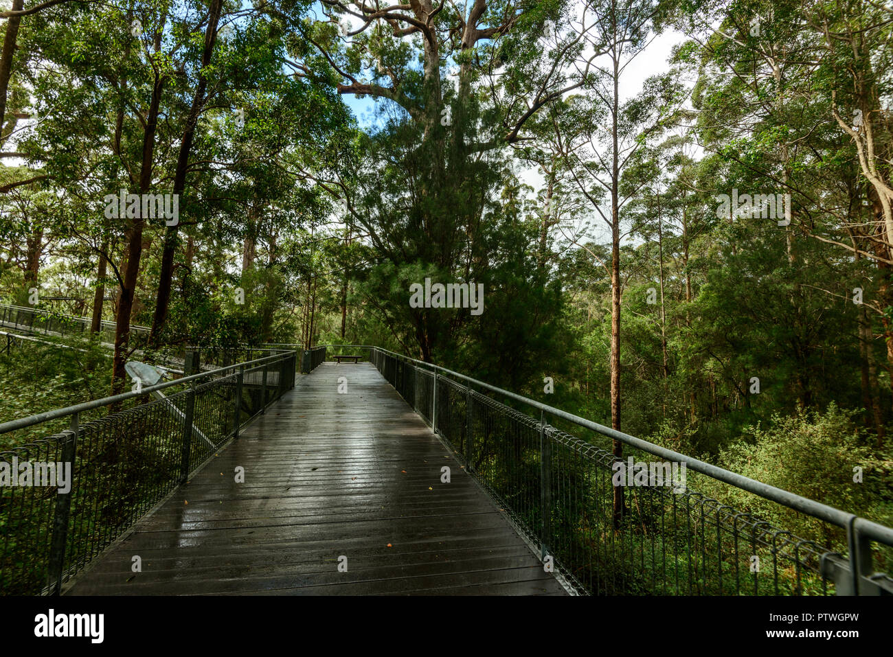 the elevated walking path in Valley of the Giants Tree Top Walk ...