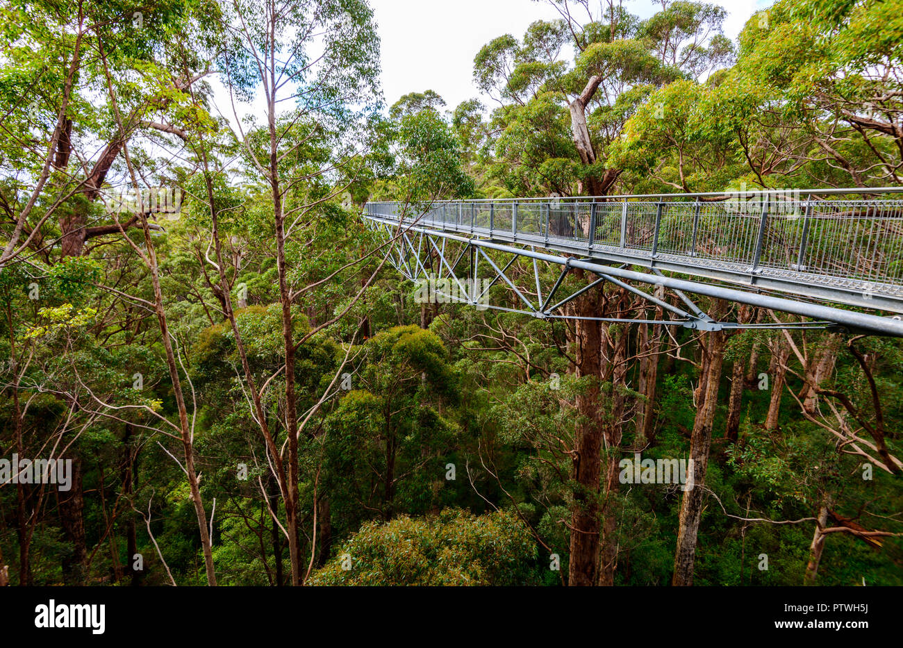 the elevated walking path in Valley of the Giants Tree Top Walk ...