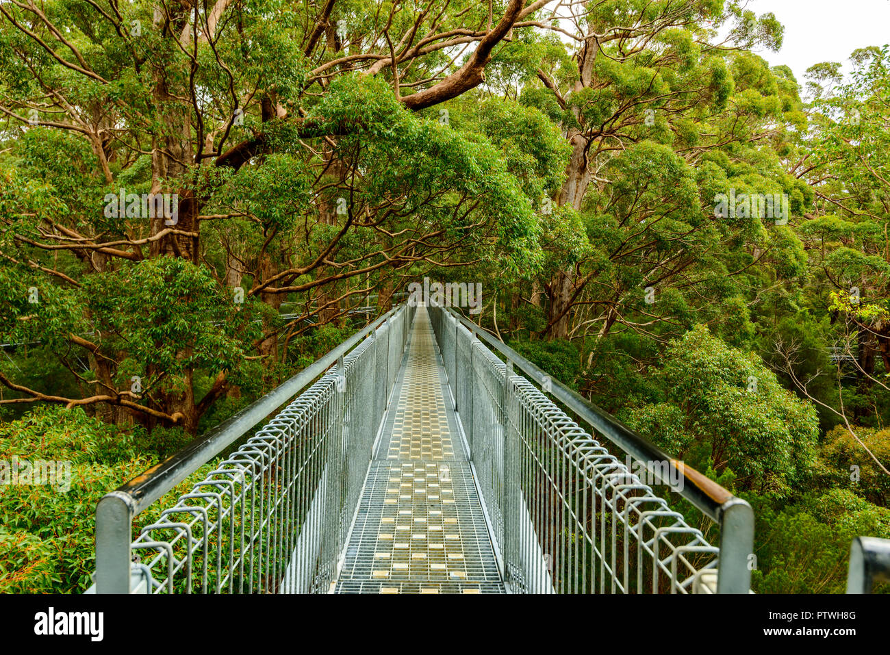 the elevated walking path in Valley of the Giants Tree Top Walk ...