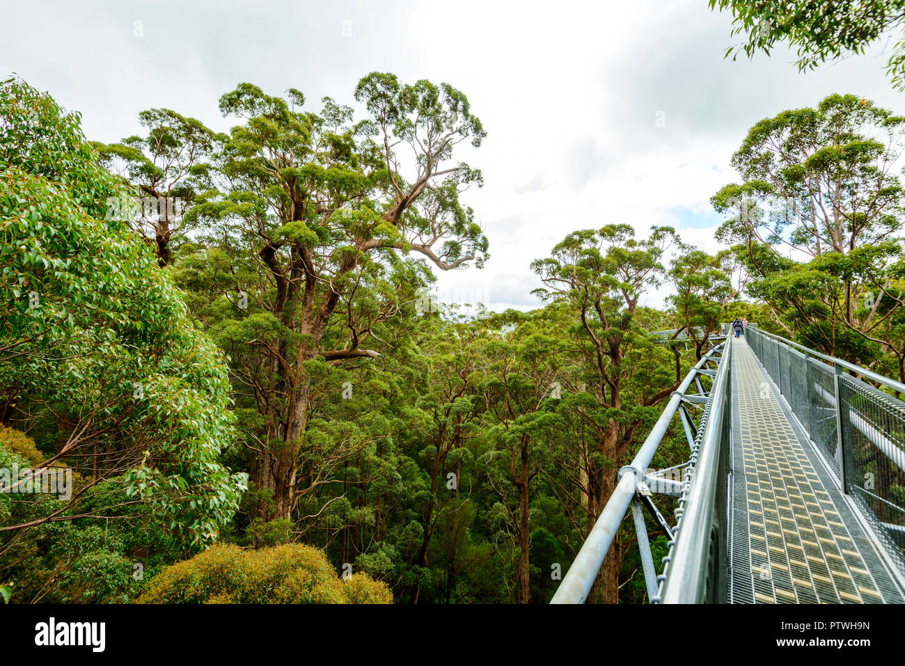 the elevated walking path in Valley of the Giants Tree Top Walk ...