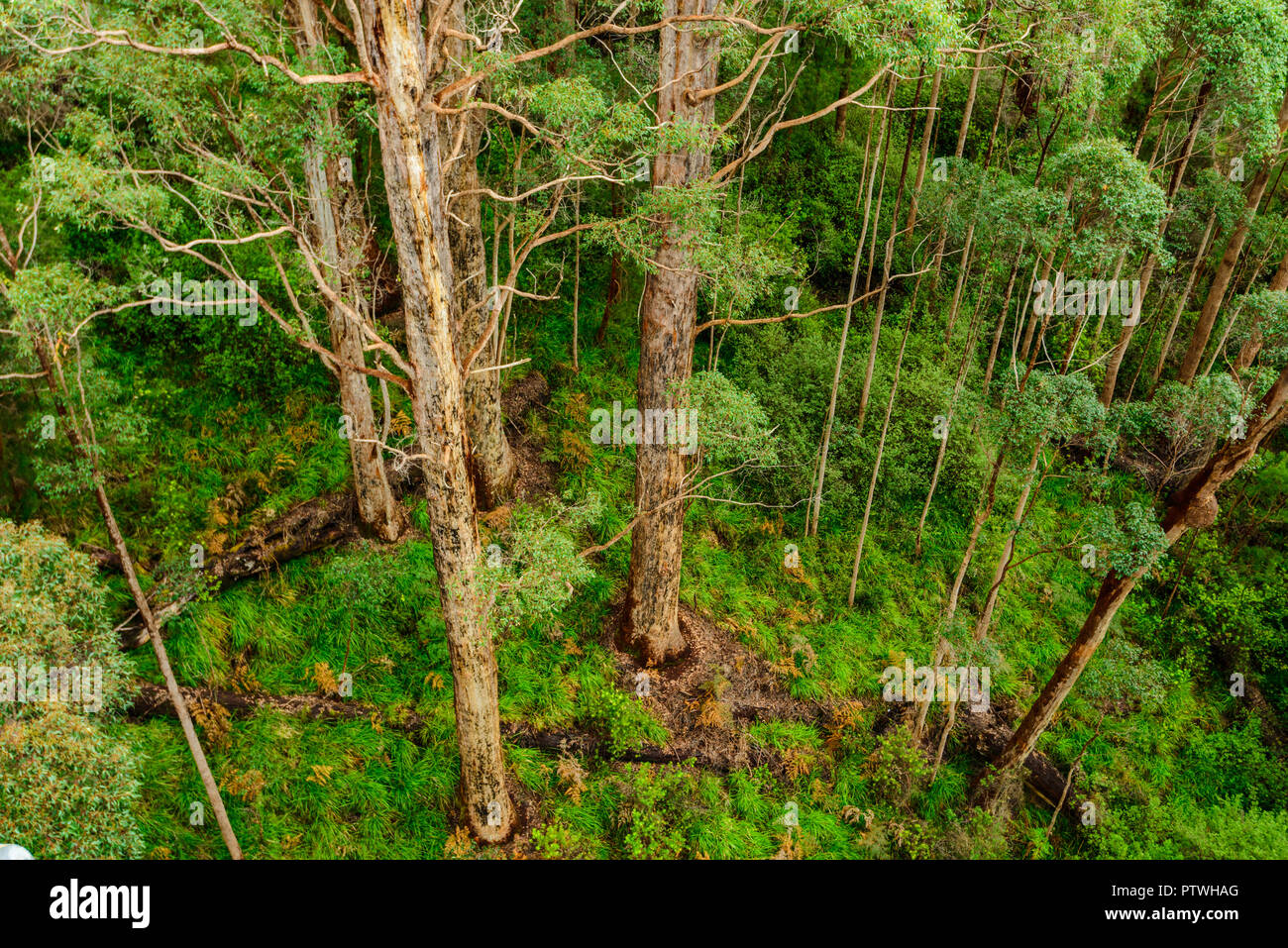 Valley of the Giants Tree Top Walk, Denmark, Nornalup, south coast, WA ...