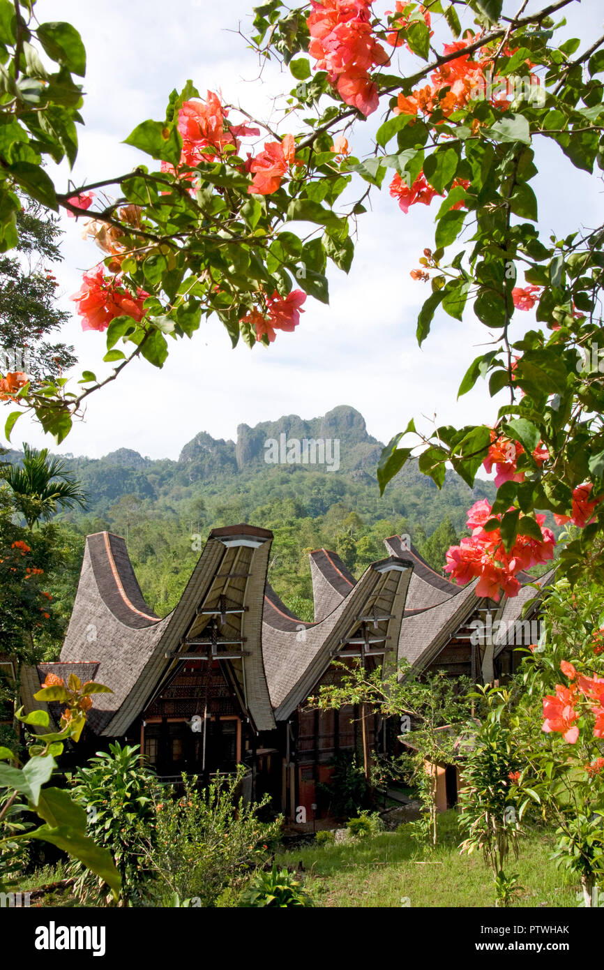 Toraja houses with unique roofs in Torajaland, South Sulewesi ...