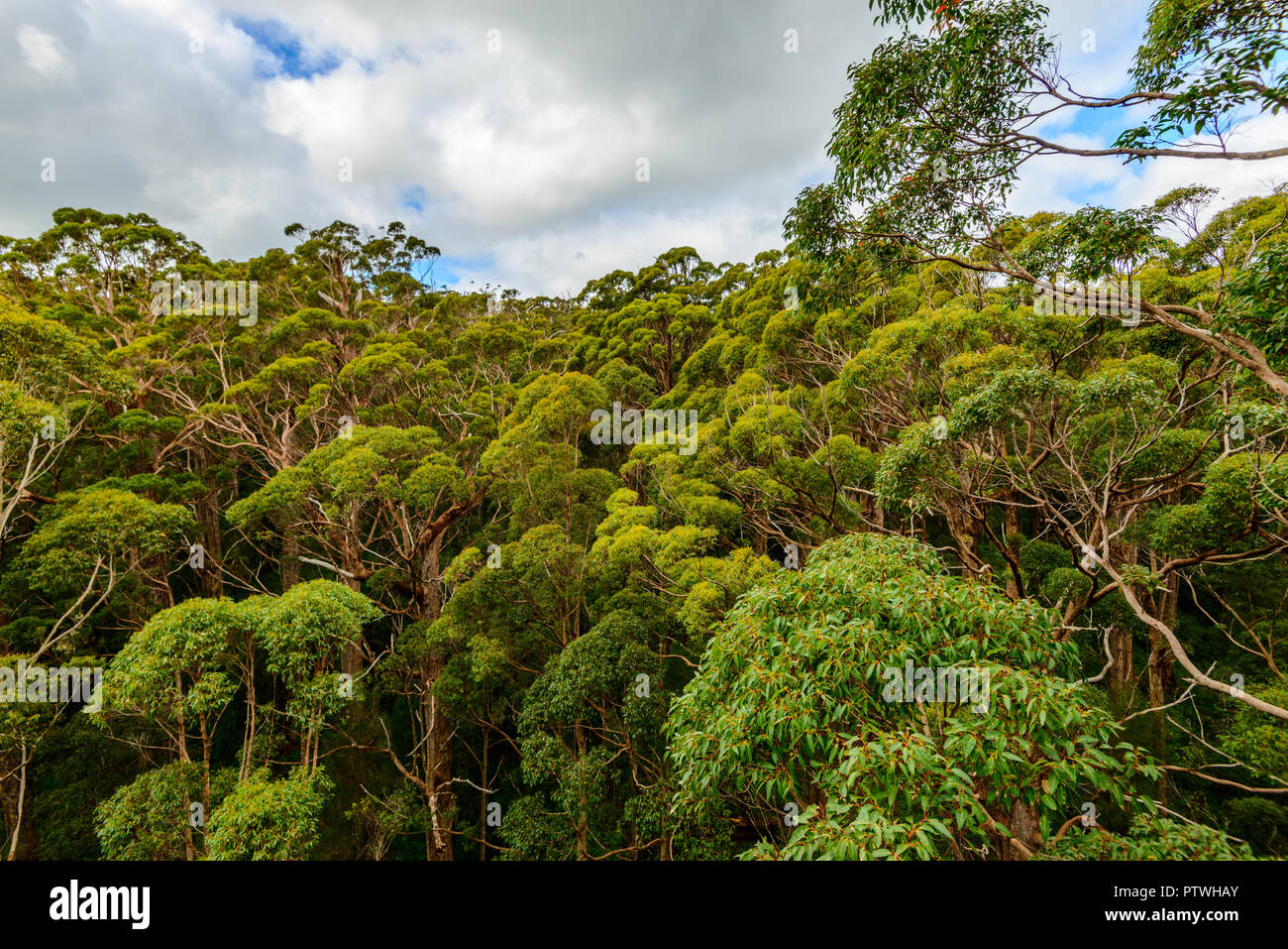 Valley of the Giants Tree Top Walk, Denmark, Nornalup, south coast, WA ...