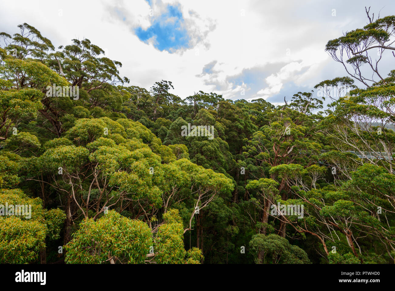 Valley of the Giants Tree Top Walk, Denmark, Nornalup, south coast, WA ...