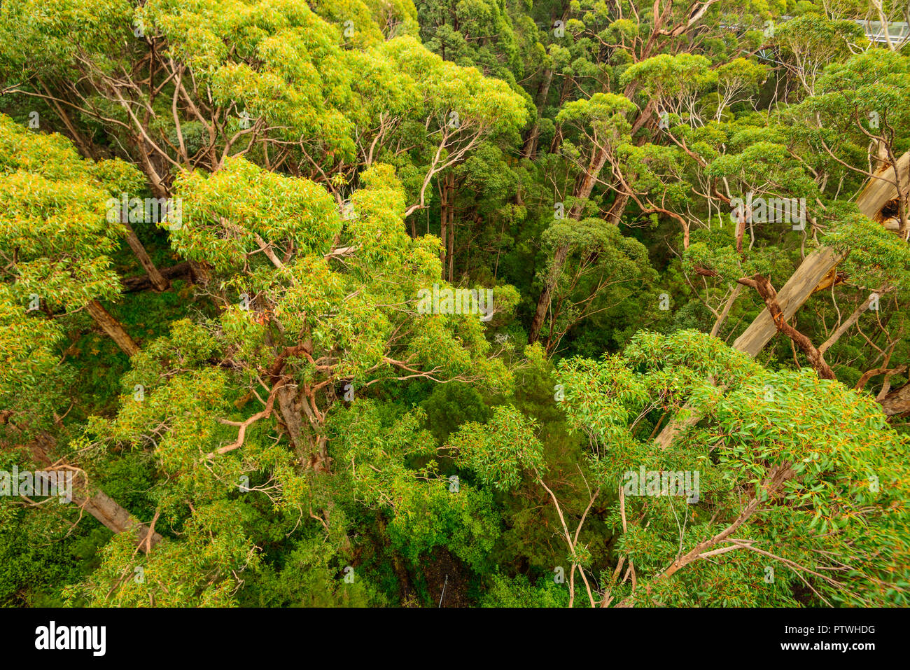 Tingle tree hi-res stock photography and images - Alamy