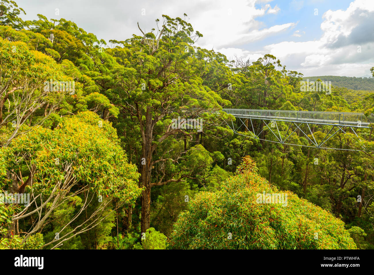 the elevated walking path in Valley of the Giants Tree Top Walk ...