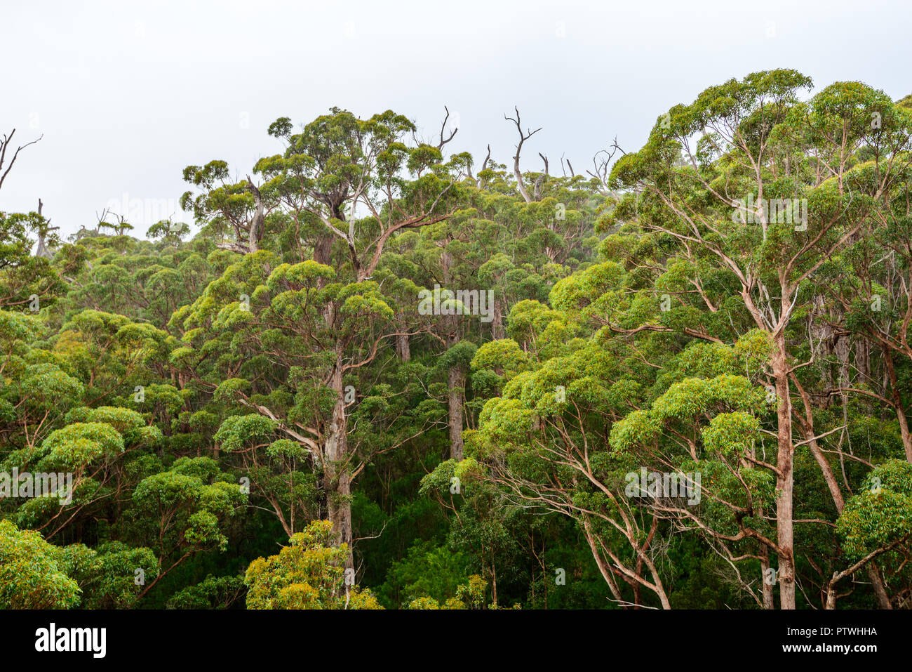 Valley of the Giants Tree Top Walk, Denmark, Nornalup, south coast, WA ...