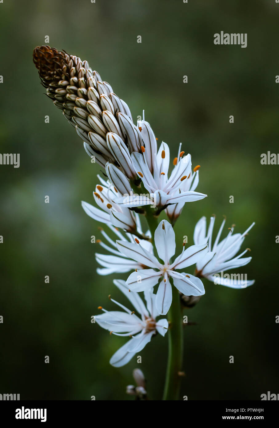 Asphodel Flower Drawing