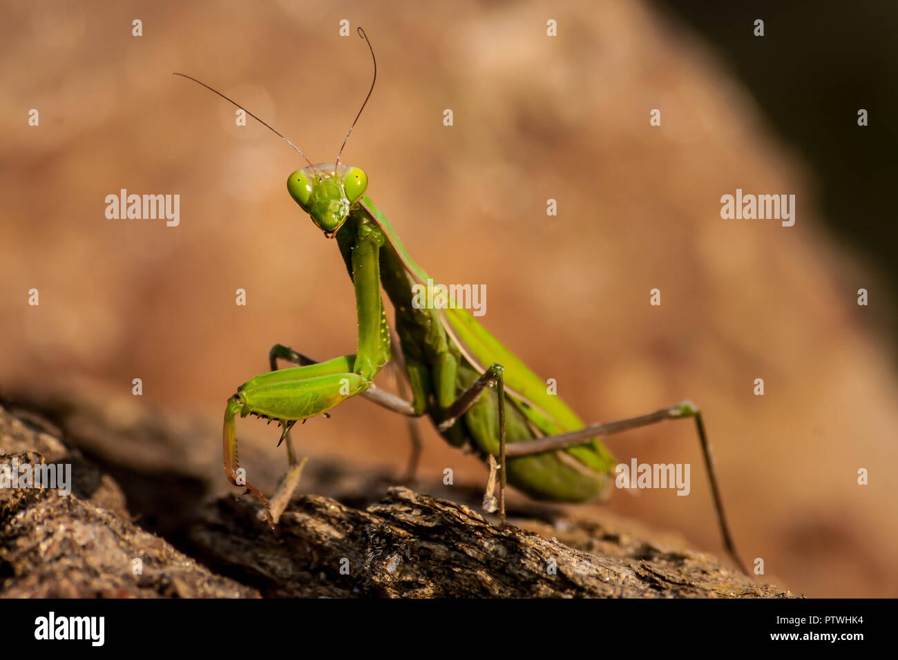 Green praying mantis looking at the camera close up on a rocky ...