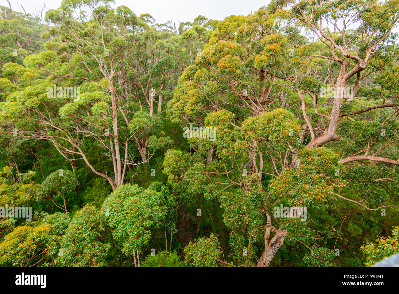Valley of the Giants Tree Top Walk, Denmark, Nornalup, south coast, WA ...