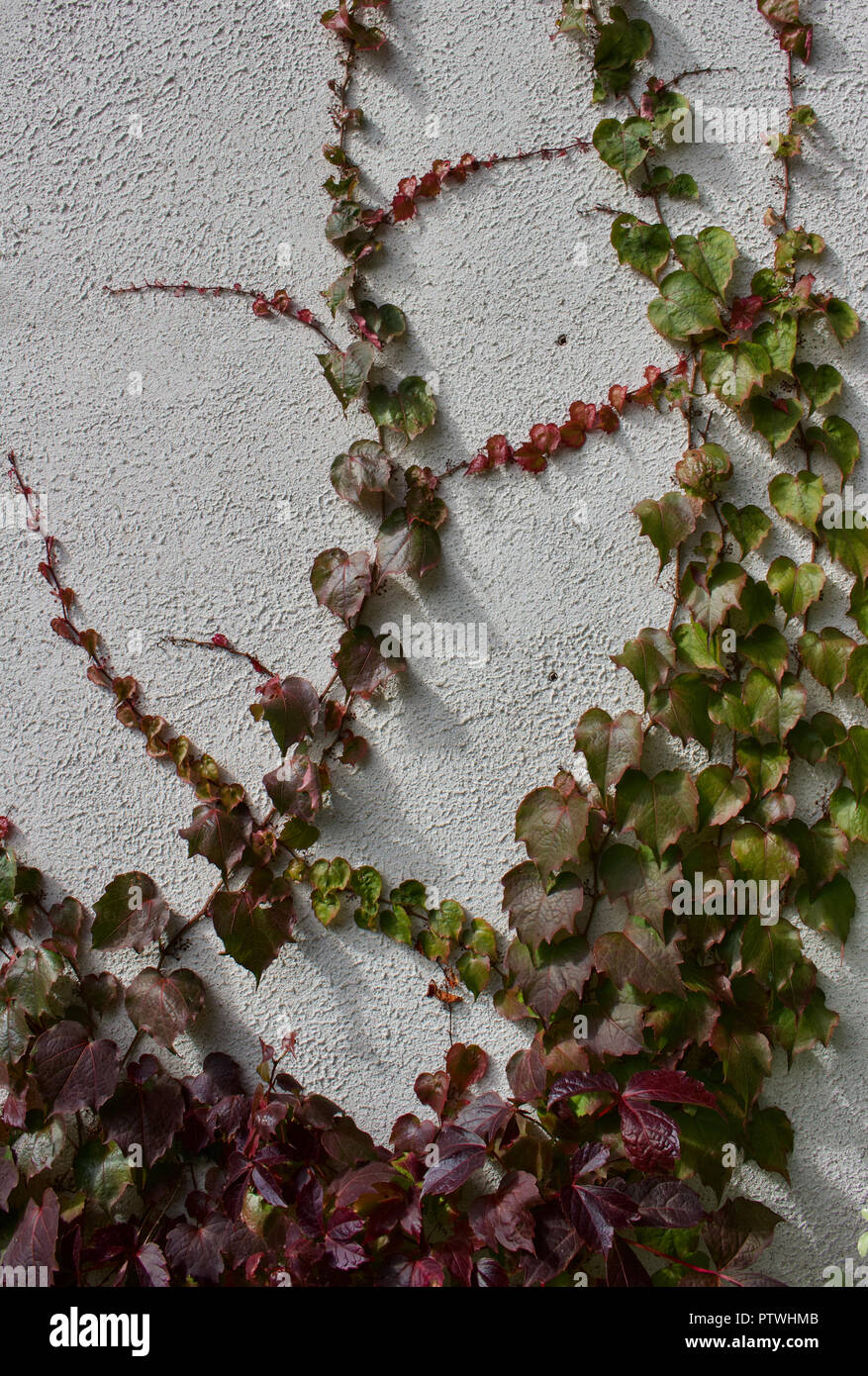 Close up view of Boston ivy vines showing early red autumn color ...