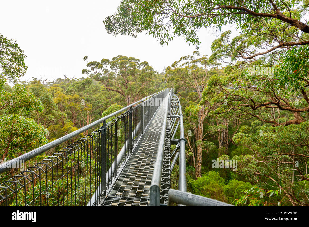 the elevated walking path in Valley of the Giants Tree Top Walk ...