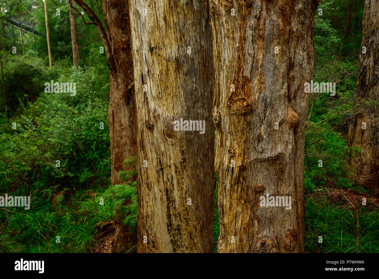 Valley of the Giants Tree Top Walk, Denmark, Nornalup, south coast, WA ...