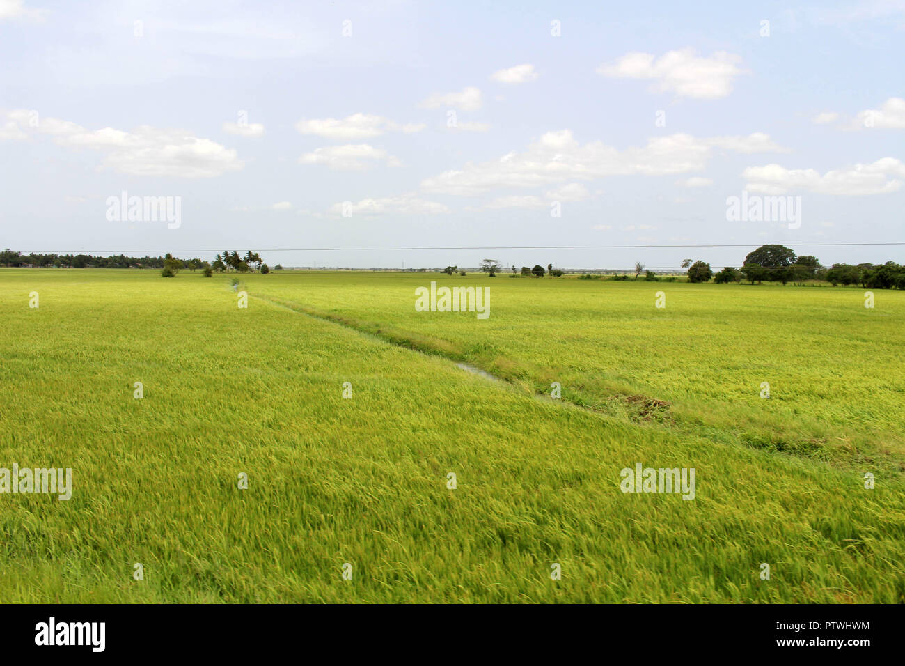 The green ricefield as seen from the train going to Trincomalee. Taken ...