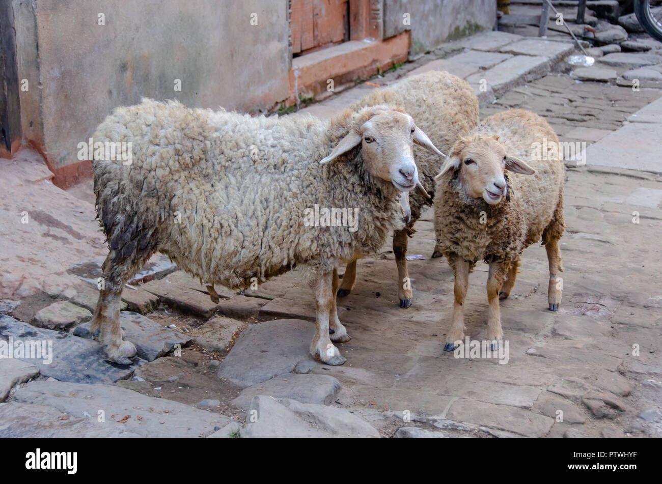 Droopy ears hi-res stock photography and images - Alamy