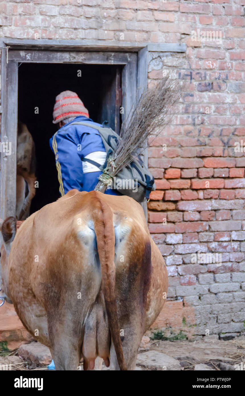 Man leading cow hi-res stock photography and images - Alamy