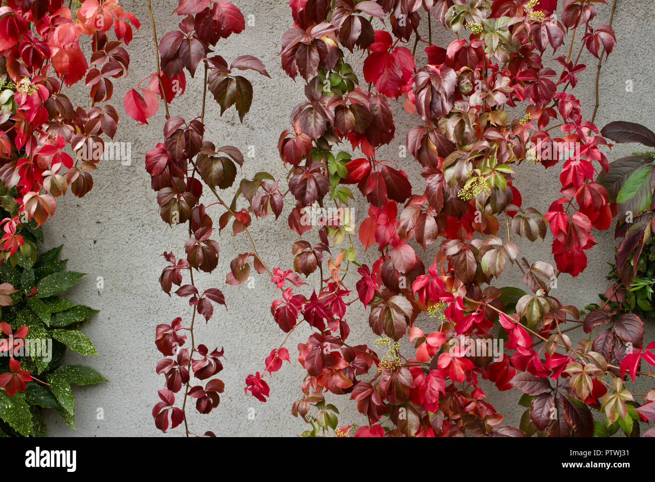 Virginia creeper vines with bright red autumn color growing on a white ...