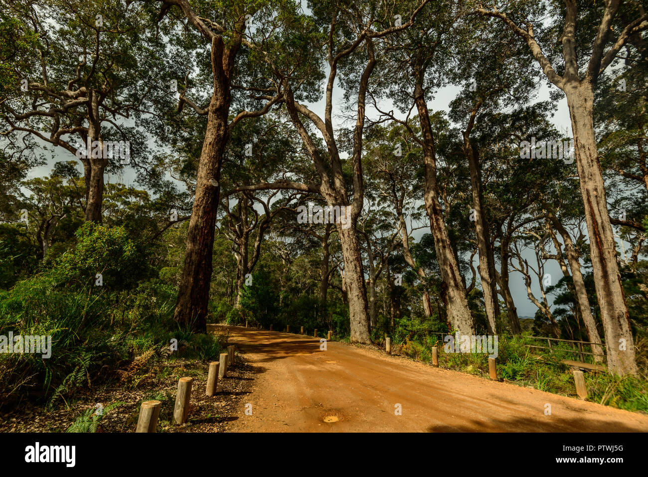 Valley of the Giants Tree Top Walk, Denmark, Nornalup, south coast, WA ...
